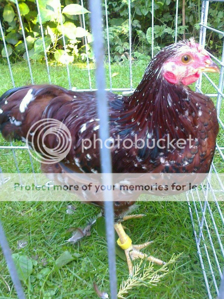 Roodporselein - Pagina 6 - Kippenforum.nl