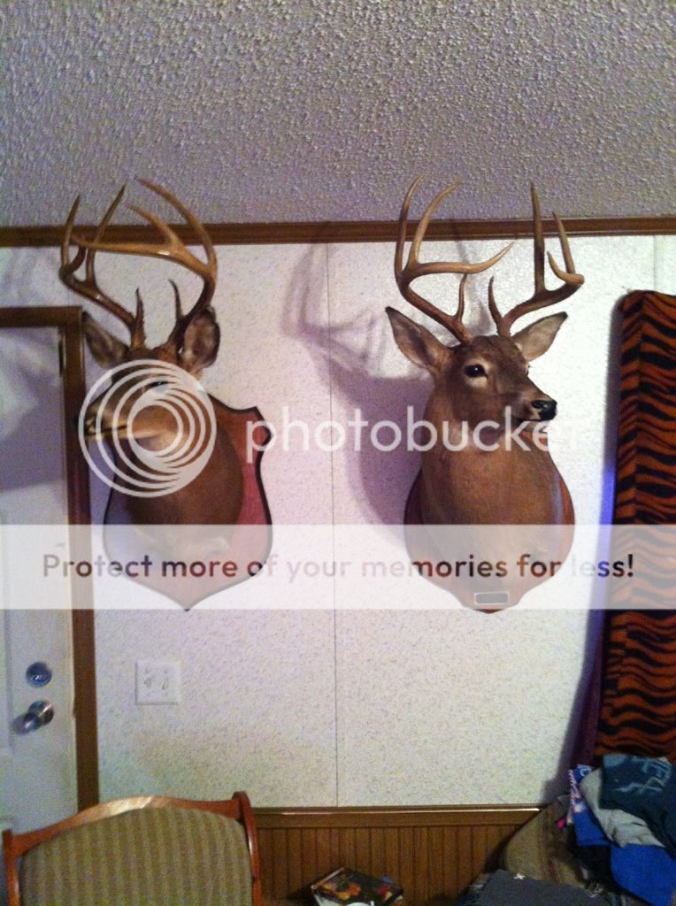 Best shoulder mount pose to show tine length | Archery Talk Forum