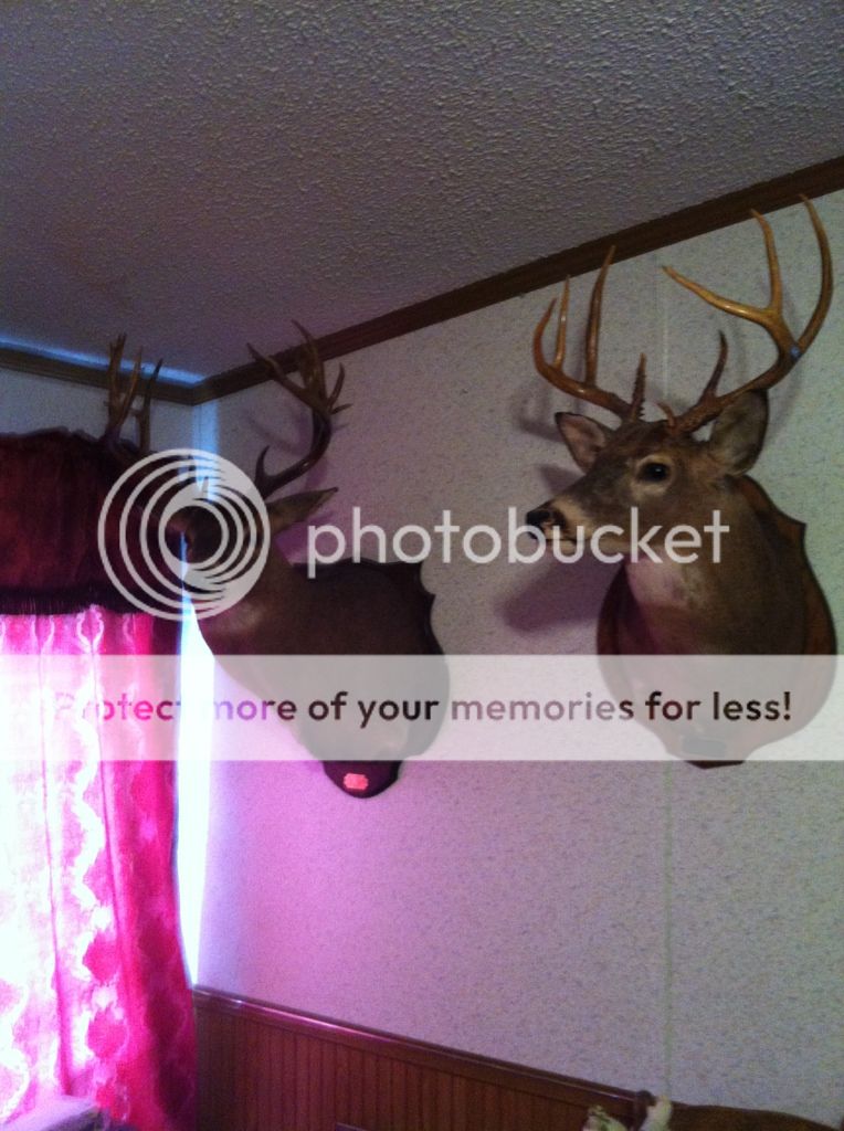 Best shoulder mount pose to show tine length | Archery Talk Forum