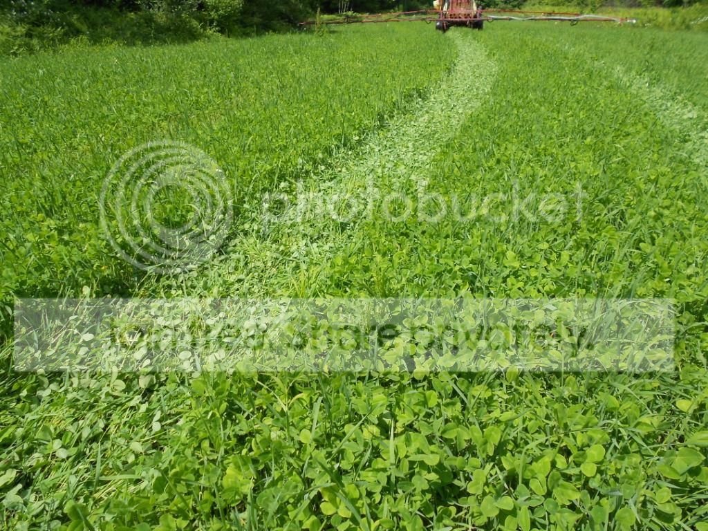 Spring Clover Planting | The HuntingPA.com Outdoor Community