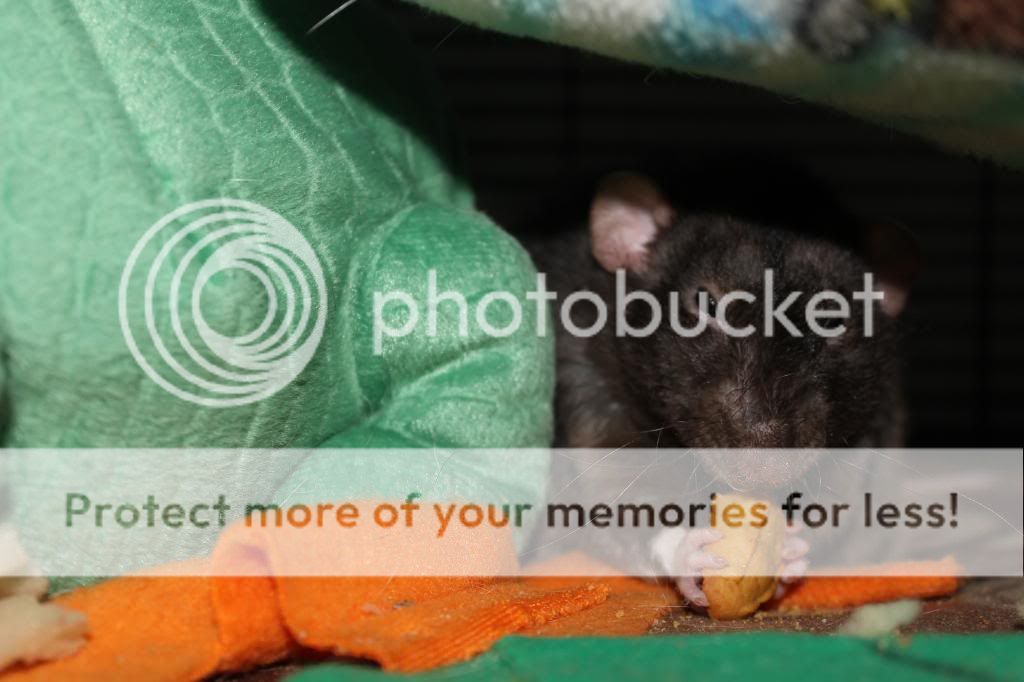 Feeder rats as pets..Please help | The Rat Shack - Pet Rat Forum